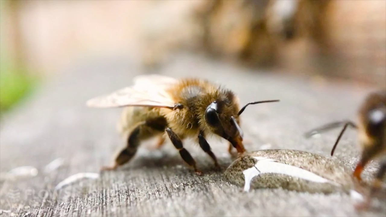 Flow Hive in the UK - Cornish black bees in Cornwall, UK - YouTube
