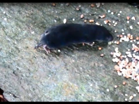 Pygmy Shrew - The Smallest and Fastest Mammal in the Backyard! - YouTube