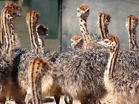 2 & 3 months old Ostrich chicks available for sale +923459442750 Zain ...