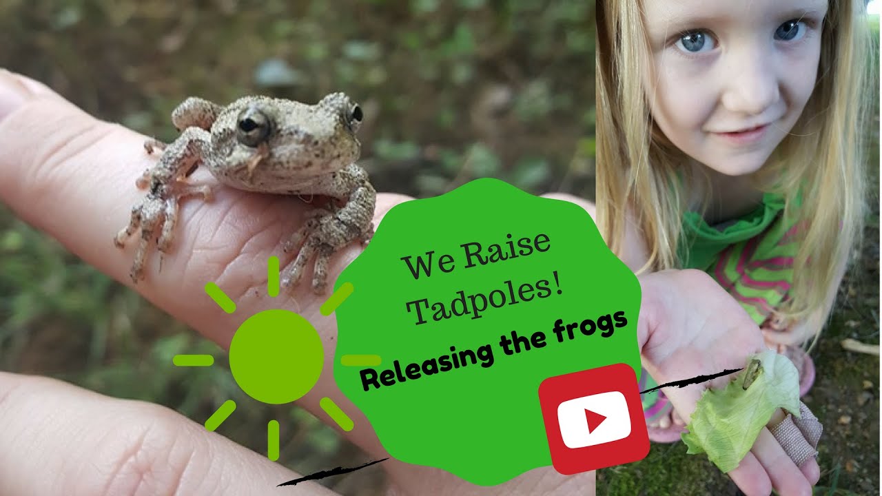 Learn about 🐸frogs and tadpoles. Releasing our froglets - YouTube
