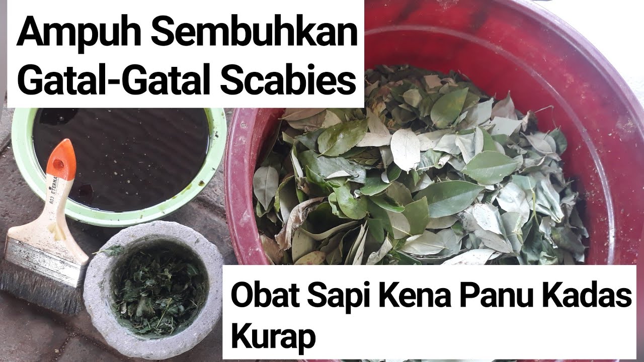 Proses Pembuatan Obat Untuk Scabies Kudis Kurap Gatal-Gatal Pada Sapi ...