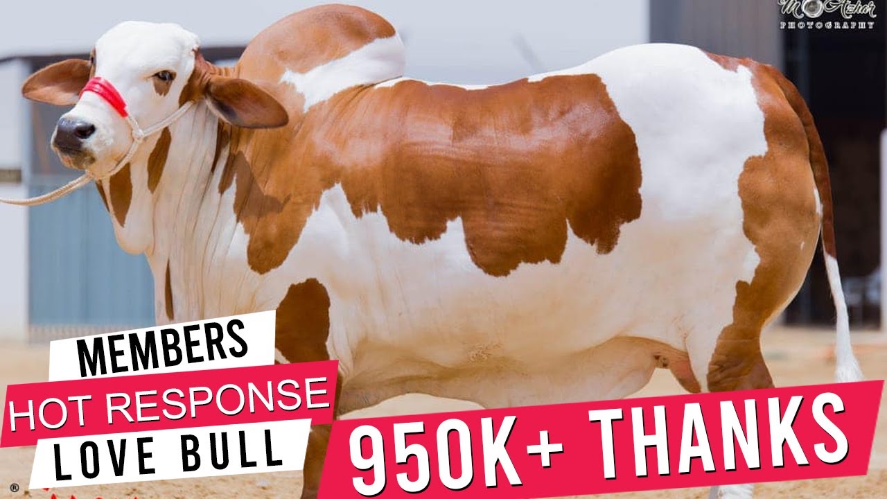 Heart Of Surti I Surti Cattle Farm I 2018 I Beauty And Dynamic Bull I ...