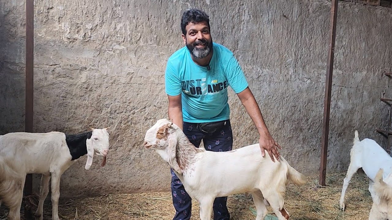 9000 Se Kota Bakre | Kota City Main SK Goat Farm | Sabse Saste Kota ...