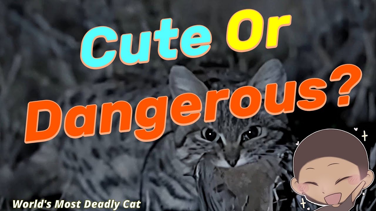 The World's Deadliest Cat... Is Cuddly? - Black Footed Cat - YouTube