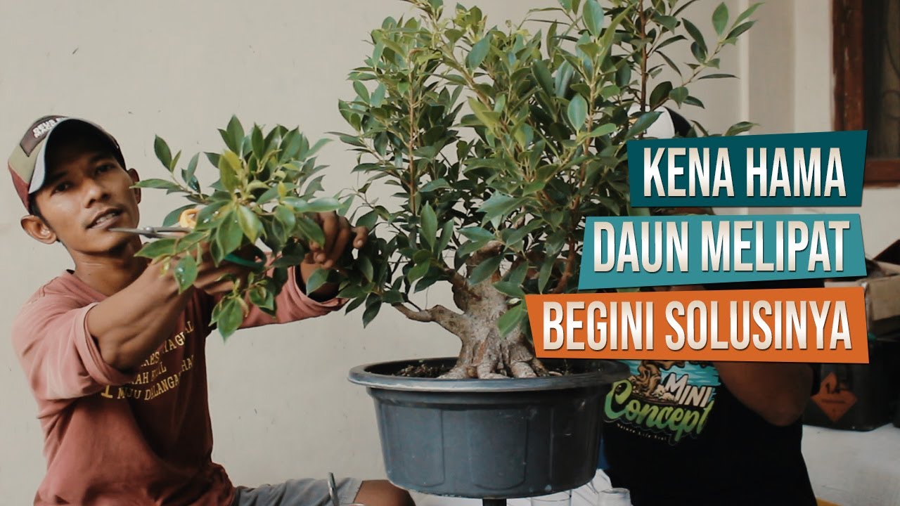 Kimeng Kena Hama Daun Melipat: Pruning Bonsai Mengki Bersama Mas Asep Maulana - YouTube