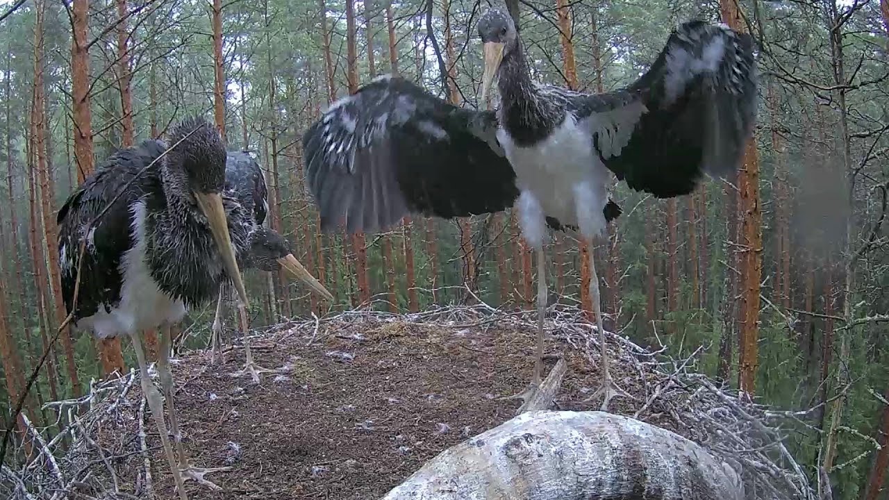 Must-toonekurg~Storklets are playing, preening & winging after a rain ...