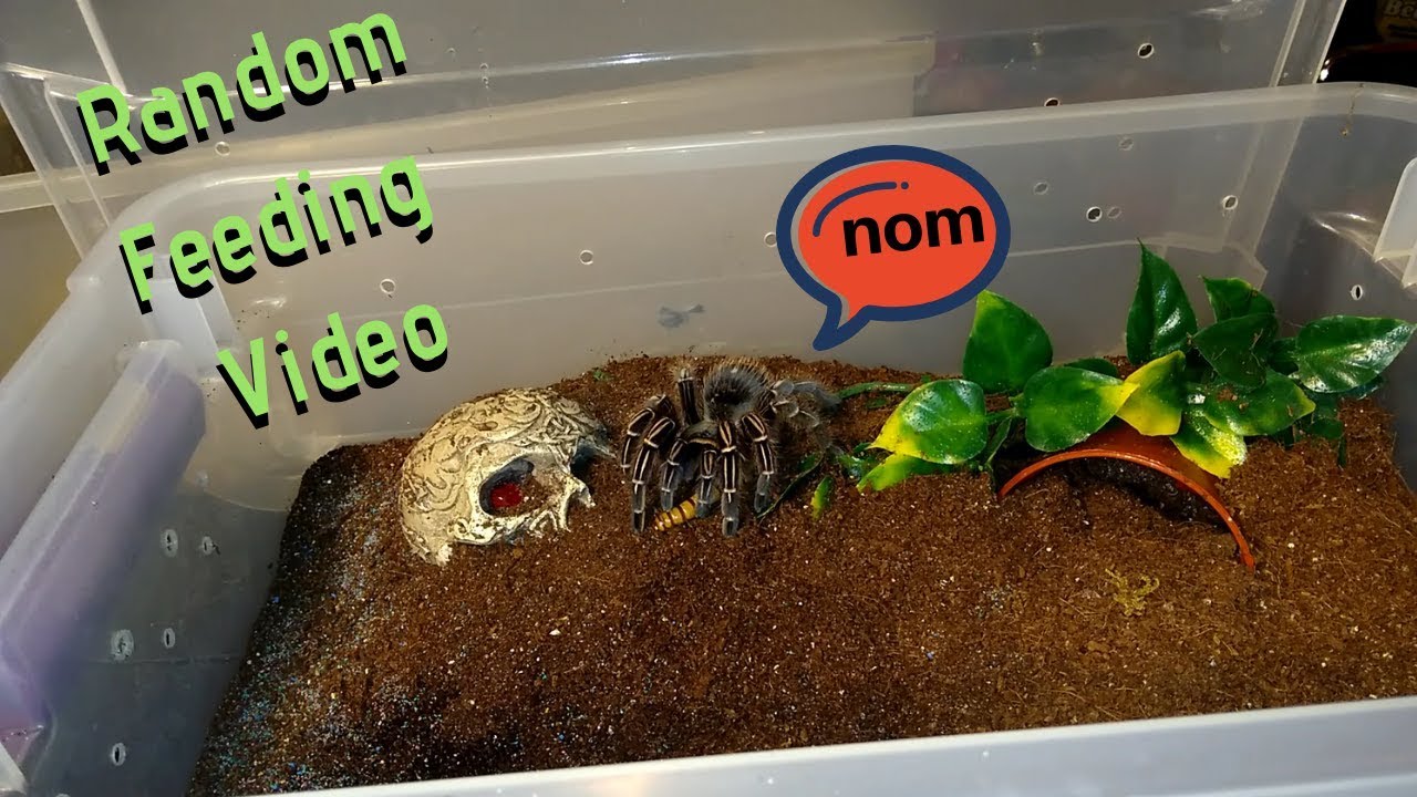 Random Feeding Video - YouTube