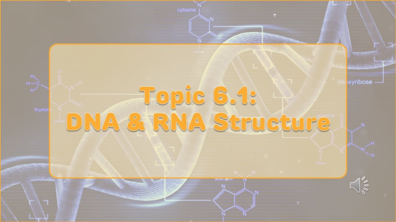 AP Biology - Topic 6.1: DNA & RNA Structure - YouTube