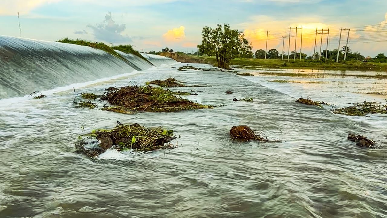 May Be You Don`t Know All This Floating Plants Will Be Grow Over Full ...