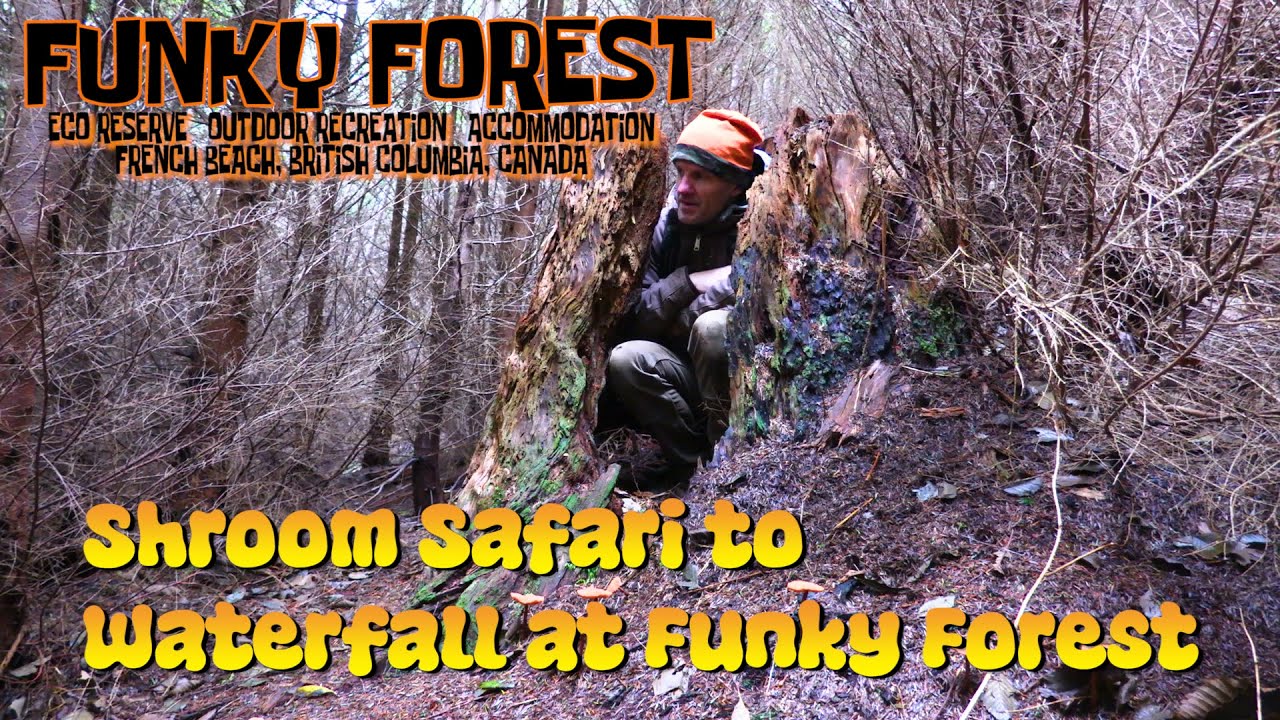 Shroom Safari to Waterfall at Funky Forest on Vancouver Island in Shirley, BC, Canada - YouTube
