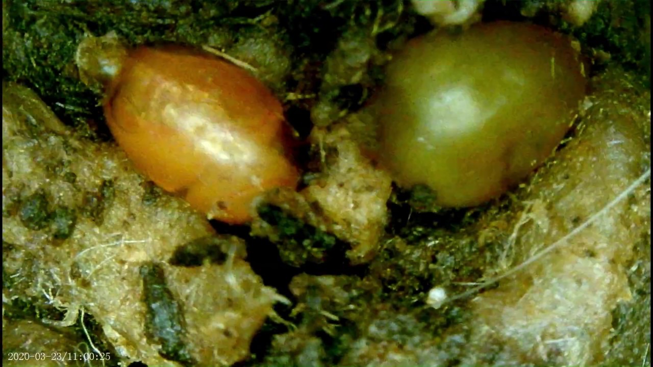 Red Wiggler Cocoons Glowing and Stretching, lots of movement from ...