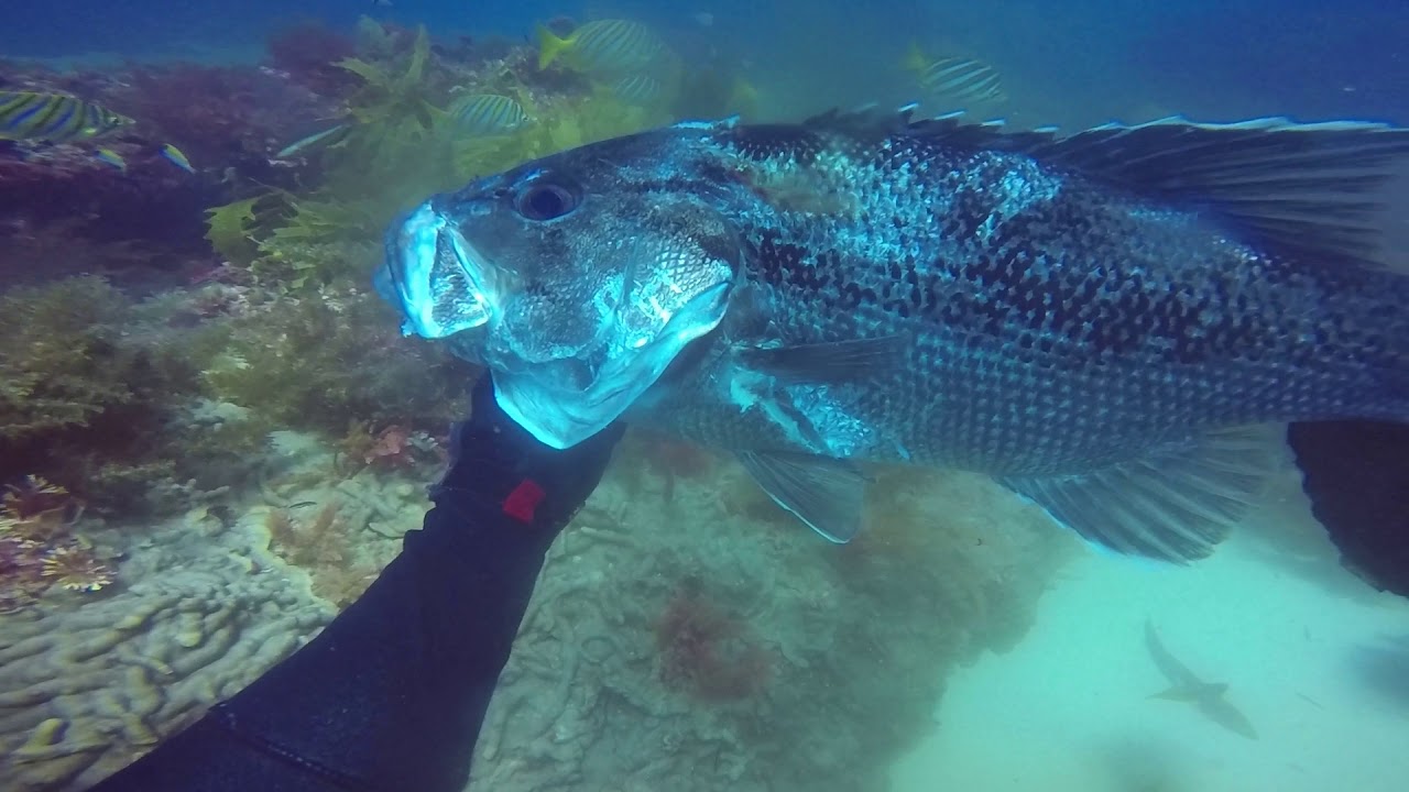 Last few dives Dhue Bulchin and some grey nurses off Mandurah 2021 ...