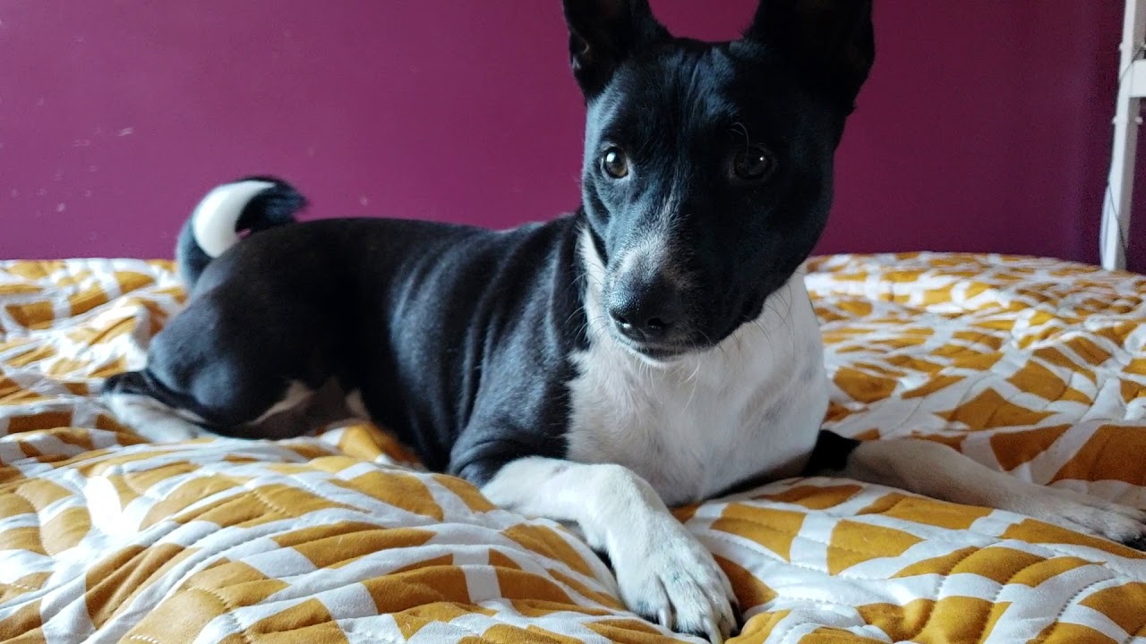 Atlas the Basenji playing - YouTube