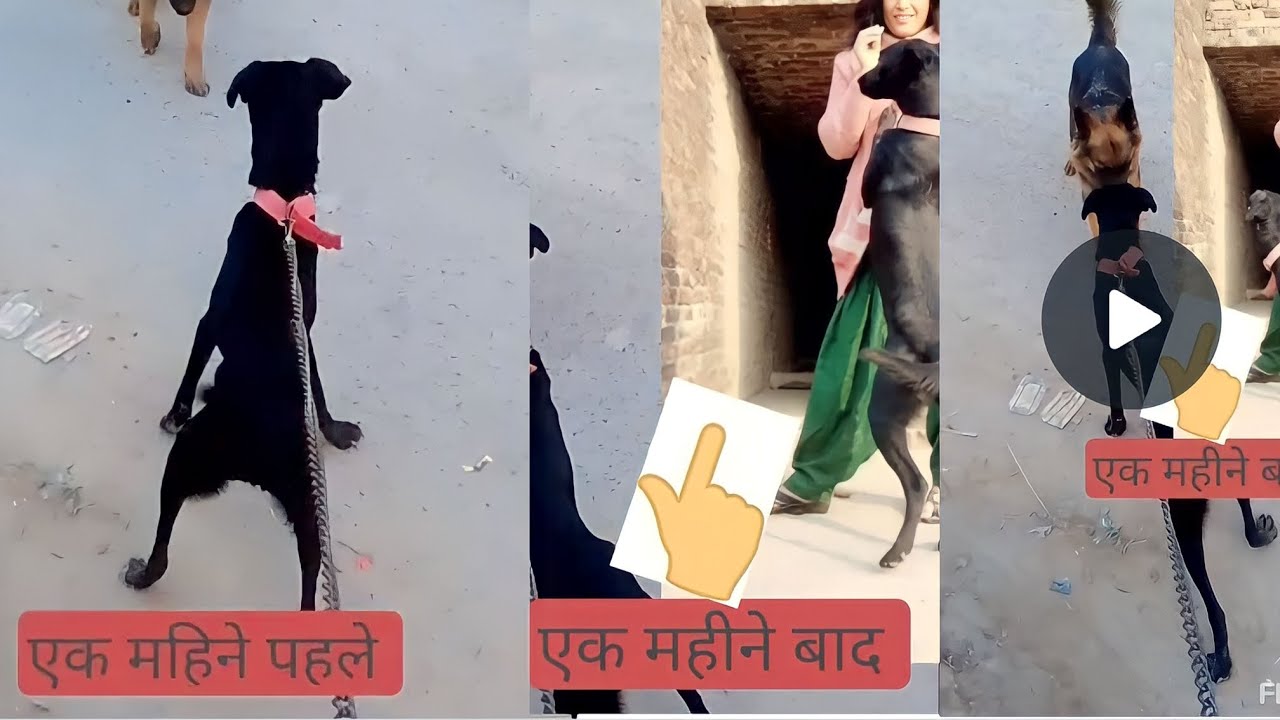 German shepherd lebarador terror German shepherds lebarador best friend ...