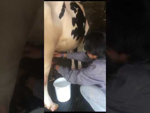 TUTORIAL CARA MEMERAS SUSU YANG BAIK DAN BENAR😁