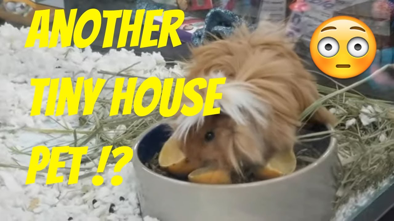 Trying Something *New* Pet For The RV? - YouTube