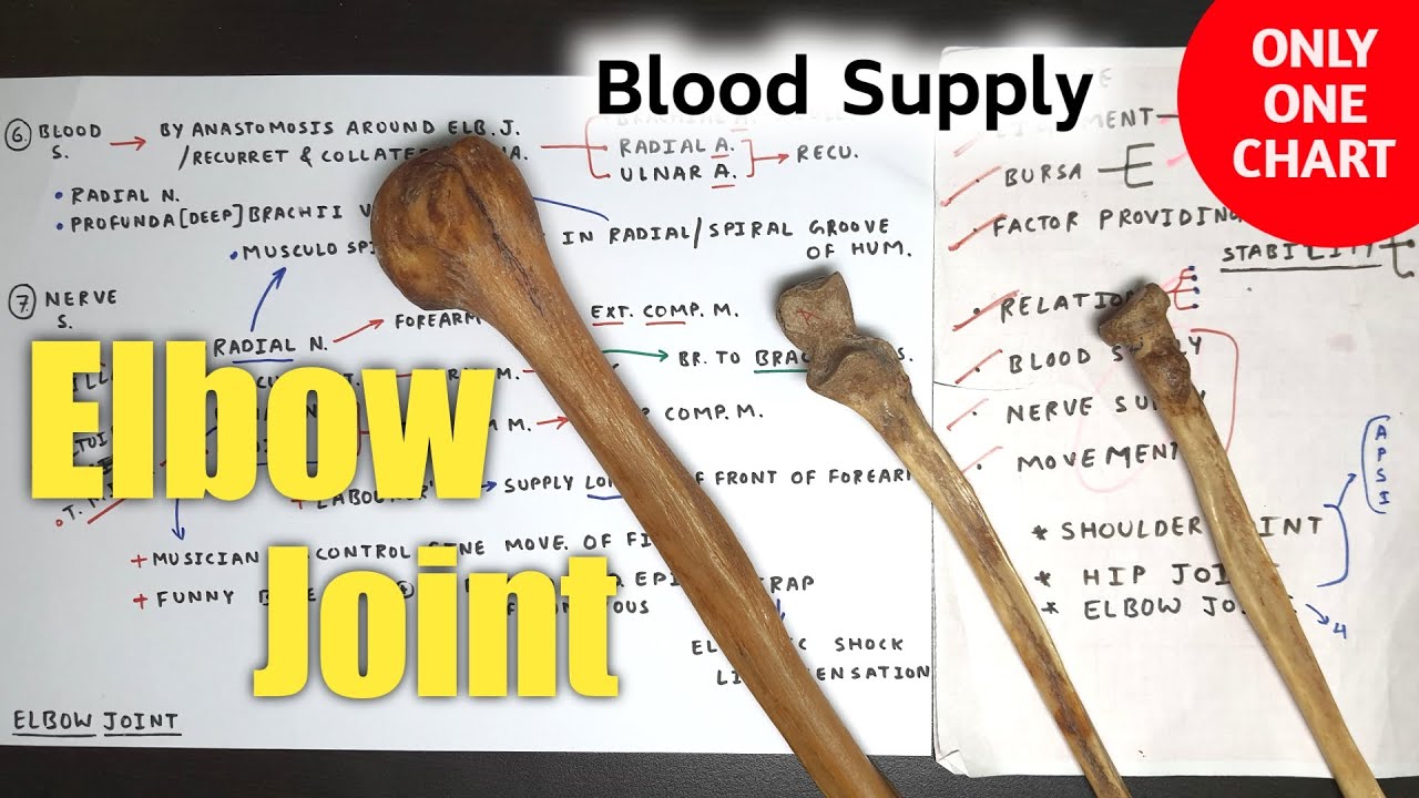Elbow Joint - 8 | Blood Supply | Recurrent and Collateral Anastomosis ...