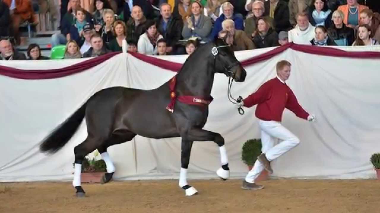 2011 Stallion by Lord Leopold Lord Sinclair x Sandro Hit x Lutz x ...