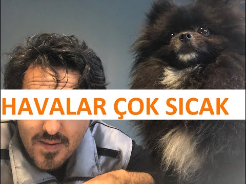 SICAK HAVALARDA  KÖPEK BESLEYENLERİN YAPMASI GEREKENLER