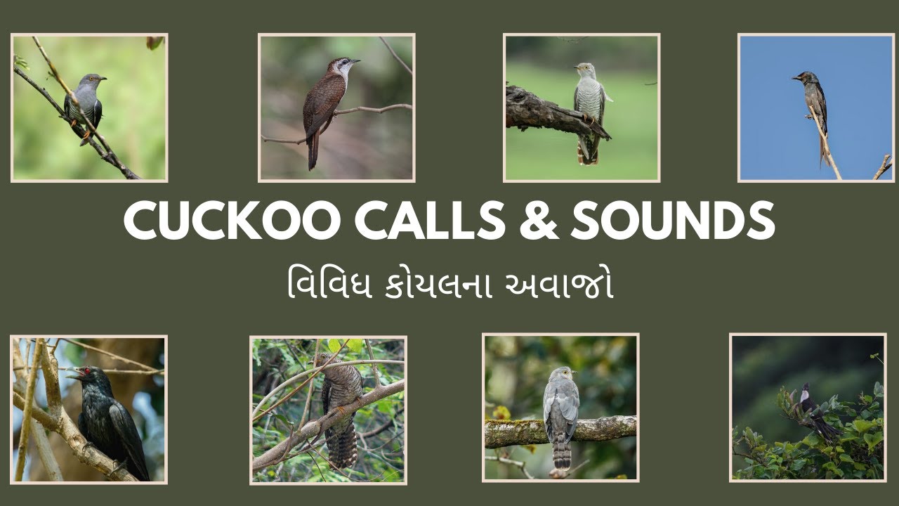 cuckoo calls and sounds | વિવિધ કોયલના અવાજો | विविध कोयलकी आवाज़े ...