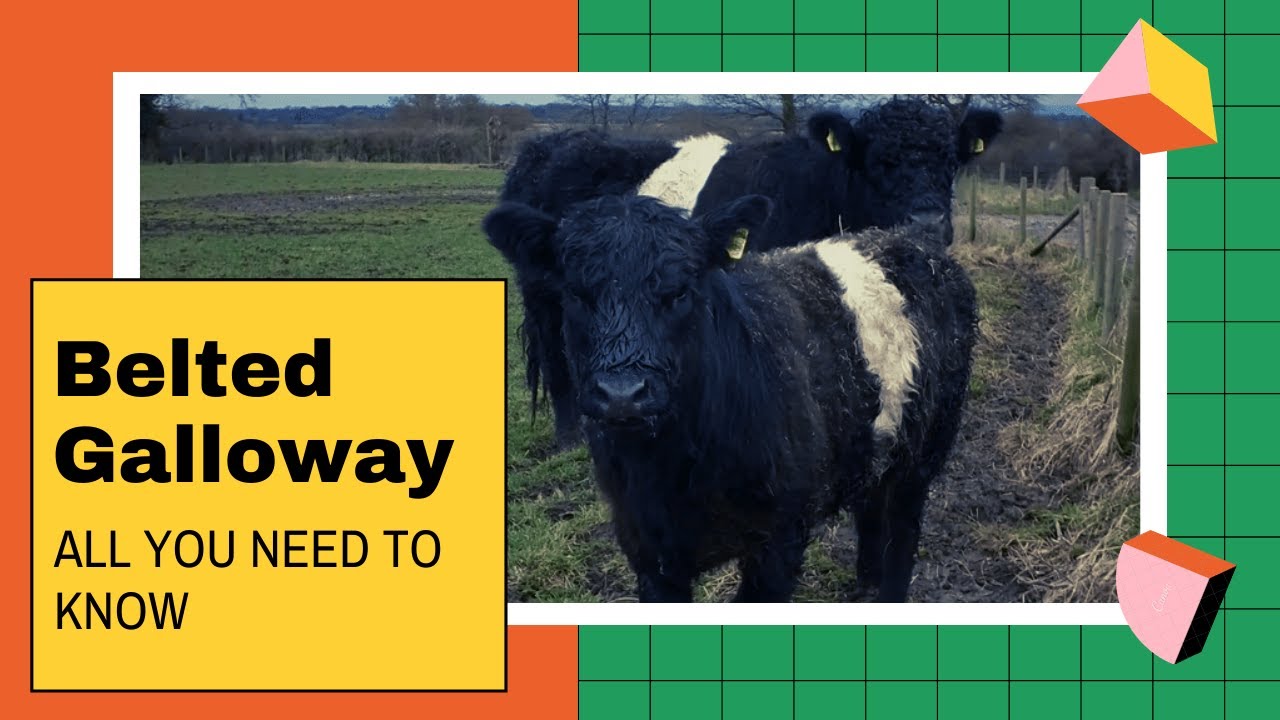 Belted Galloway facts 🐄 traditional Scottish breed of beef cattle 🐄 ...