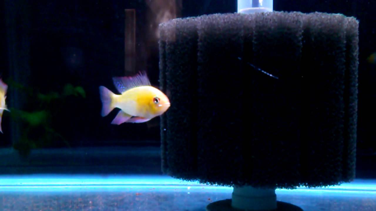 German Gold Rams - YouTube