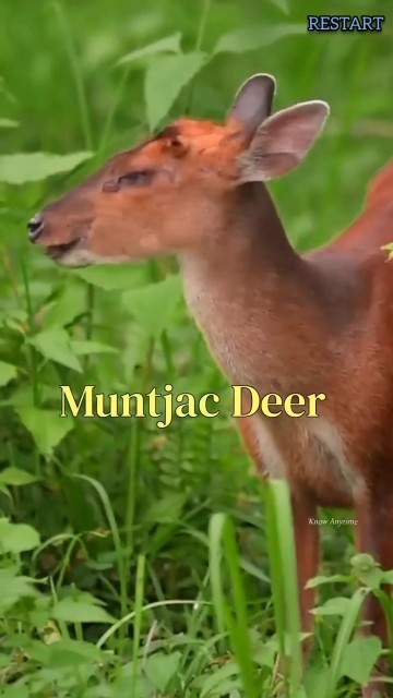 Muntjac Deer |Wildlife Expedition |Jungle Safari |@Restart_khan03 ...