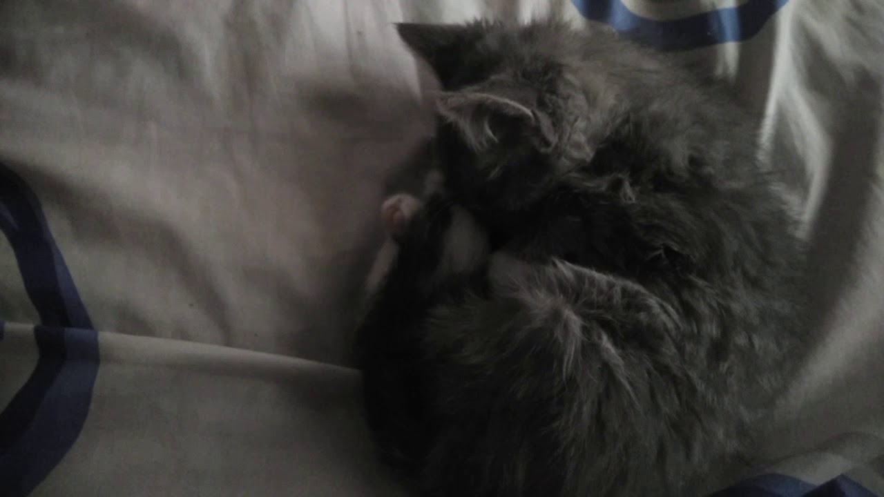 Gatito mimiendo - YouTube