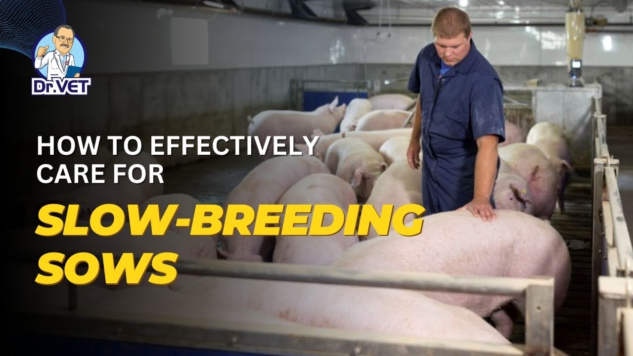 How to Effectively Care for Slow-Breeding Sows | Dr.Vet Pig Farming ...