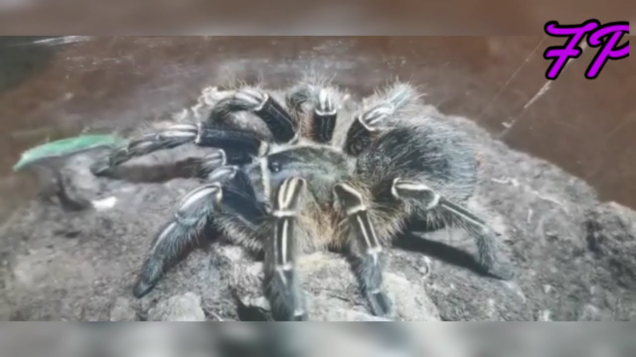 Aphonopelma seemani - Costa Rican zebra - stripe knee - basic care ...