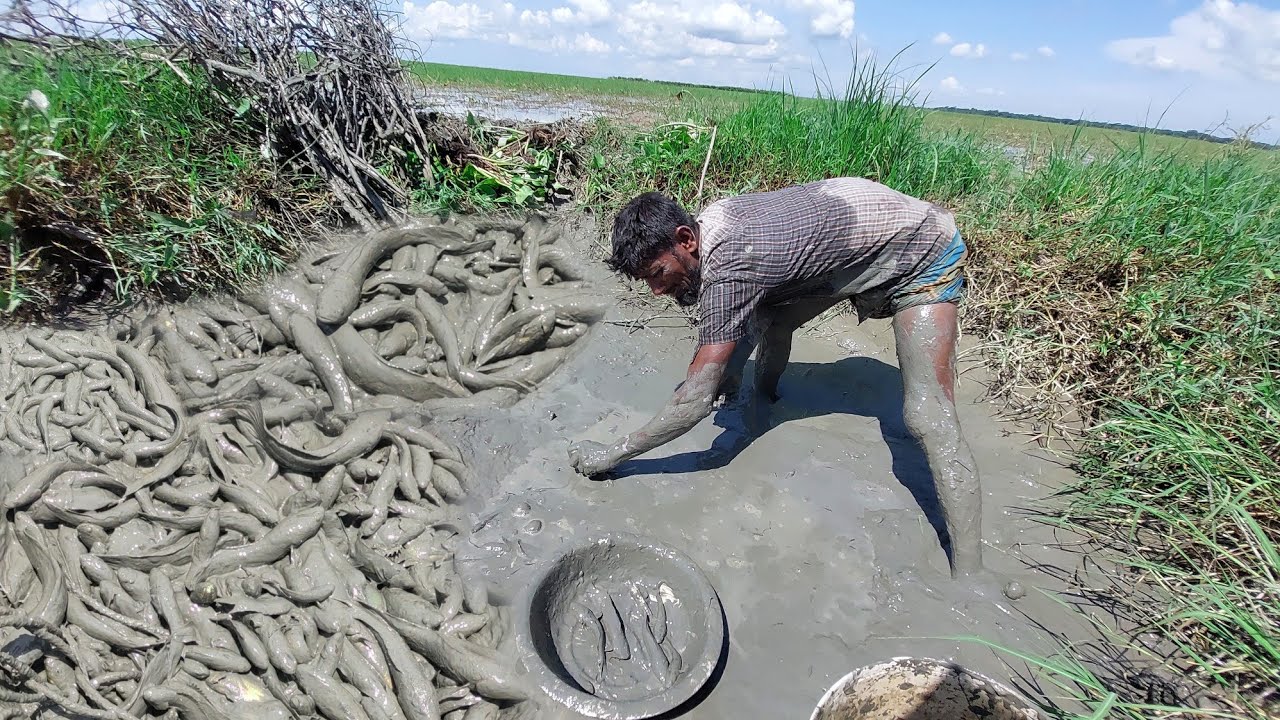 OMG!Unbelievable Underground Snakehead Fishing in Mud Water||এত মাছ ...