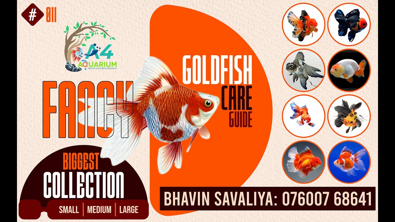 All About fancy gold fish || The Most Beautiful Goldfish In The World ...