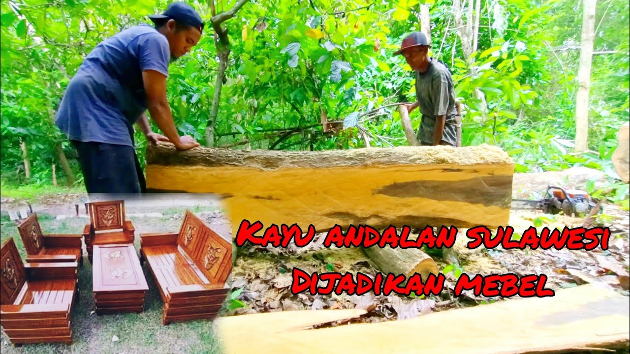 Kayu Bitti andalan sulawesi cocok Untuk dijadikan Mebel‼️ - YouTube