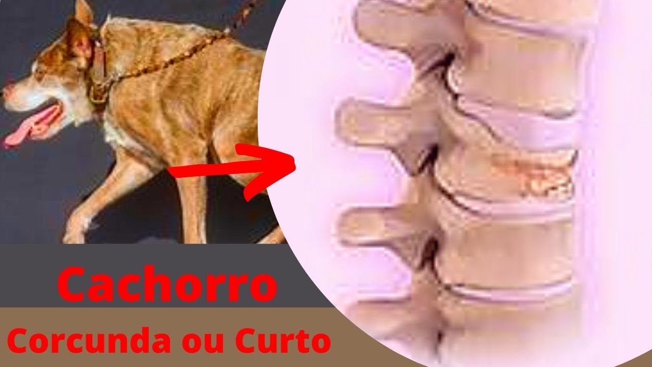 CACHORRO CURURU| CACHORRO CURTO OU CURURU? - YouTube