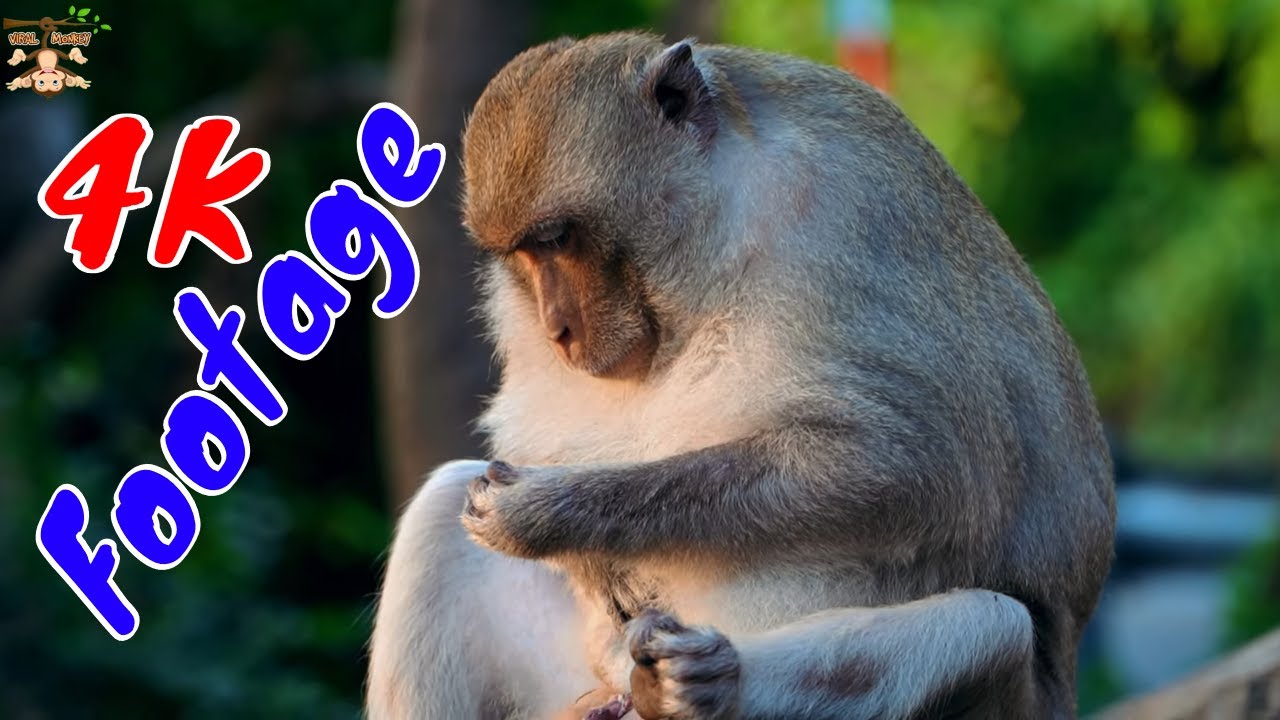 4K Quality Animal Footage - Monkeys Beautiful Scenes Episode 42 | Viral ...