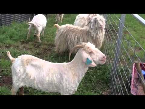 Goat Shearing 2011 - YouTube