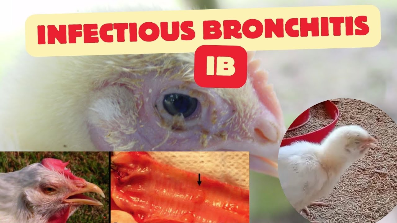 #INFECTIOUS #BRONCHITIS (IB) - #Poultry Training Video with Treatment ...