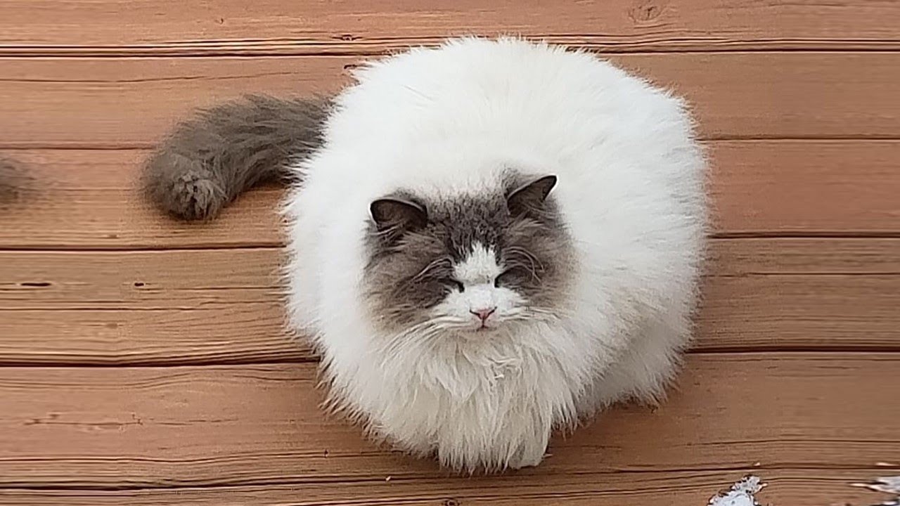 On a freezing day, the pitiful cat wandered to his neighbor's doorstep ...