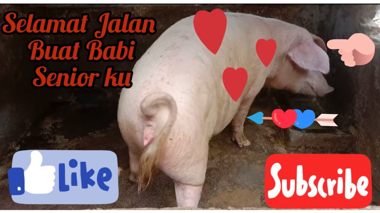 Selamat Jalan Buat Babi Senior Yang Makannya Rakus Tapi Siklus Kawinnya ...