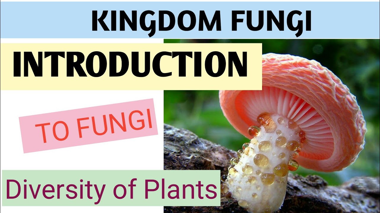 Fungi Introduction, - YouTube