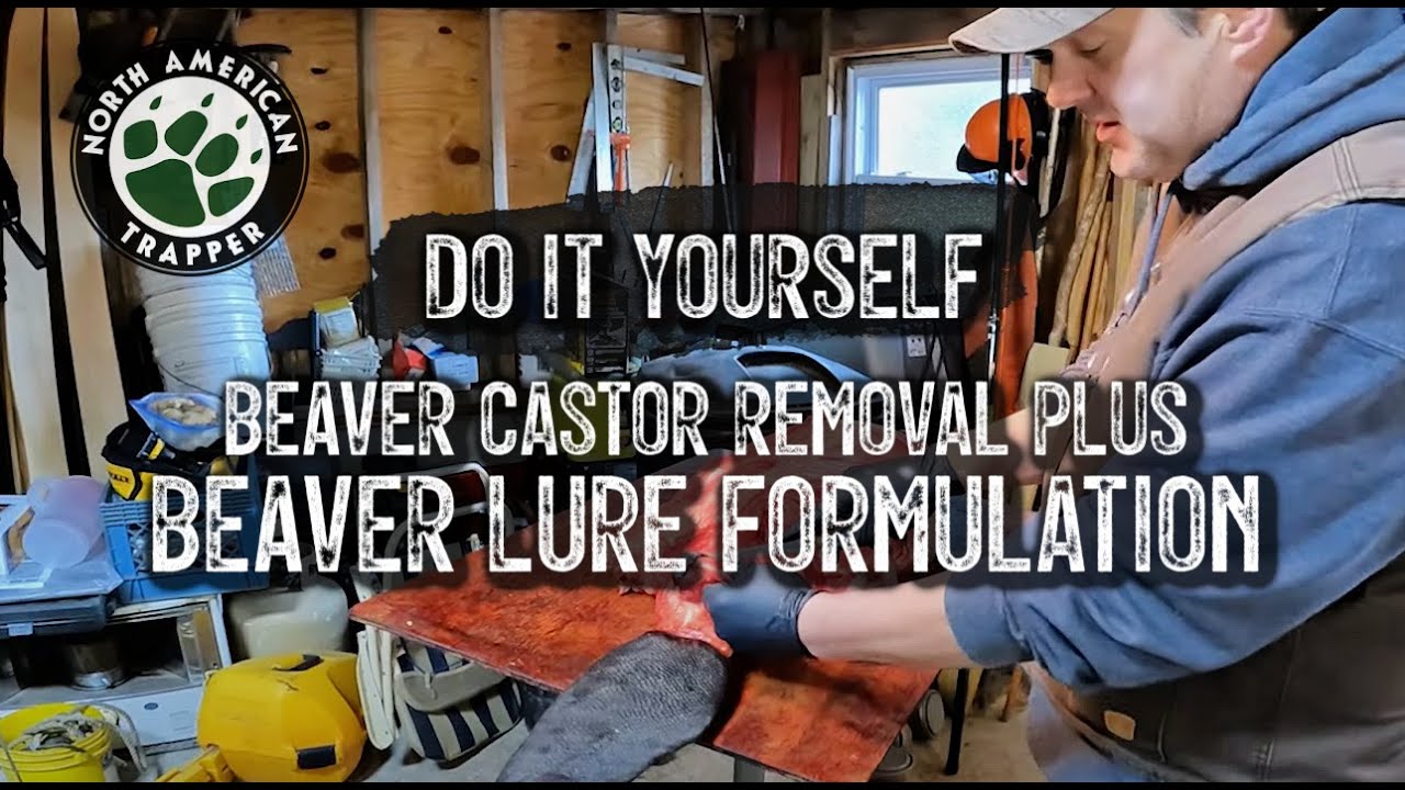 BEAVER Castor Removal with BEAVER Lure Formulation - YouTube