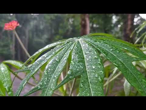 Alami Alam Status/Story Keren