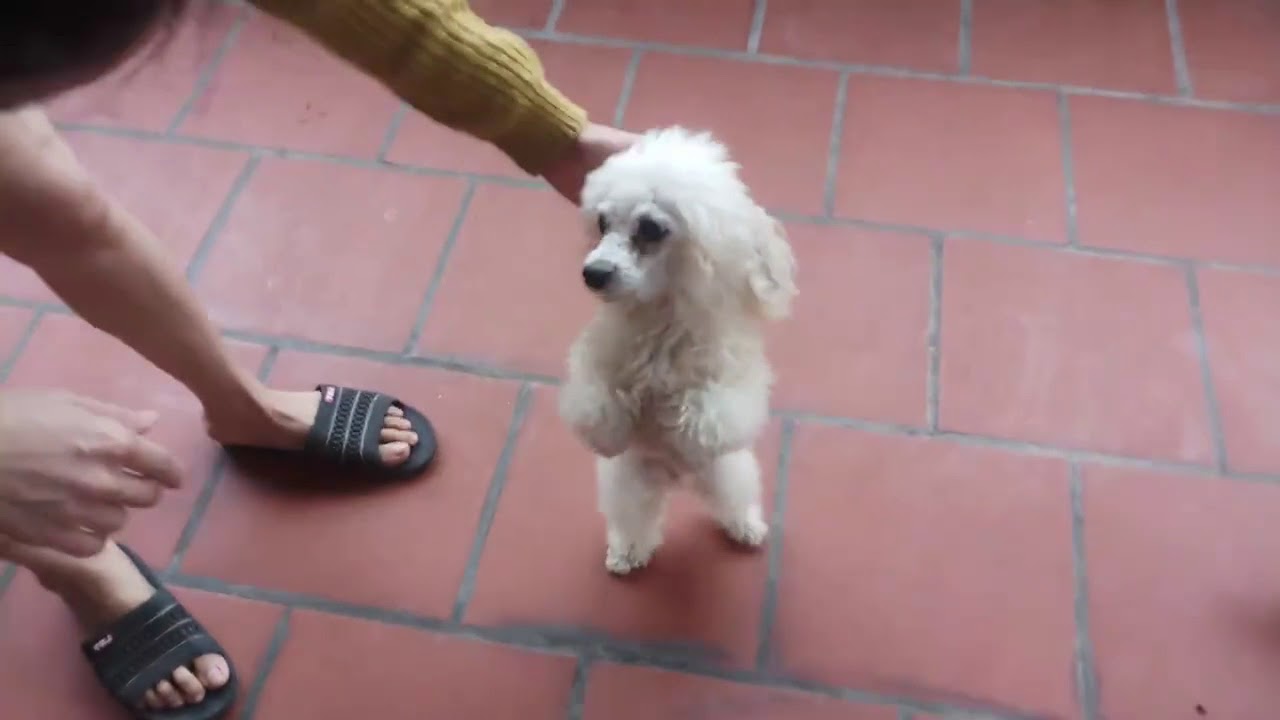 chó cảnh đáng yêu chó phú quốc chó phốc sóc chó pull dog bắc kinh những ...