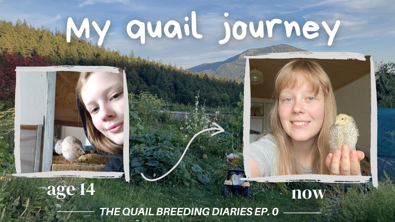 How I started breeding quails at 14 | The Quail Breeding Diaries ep. 0 ...