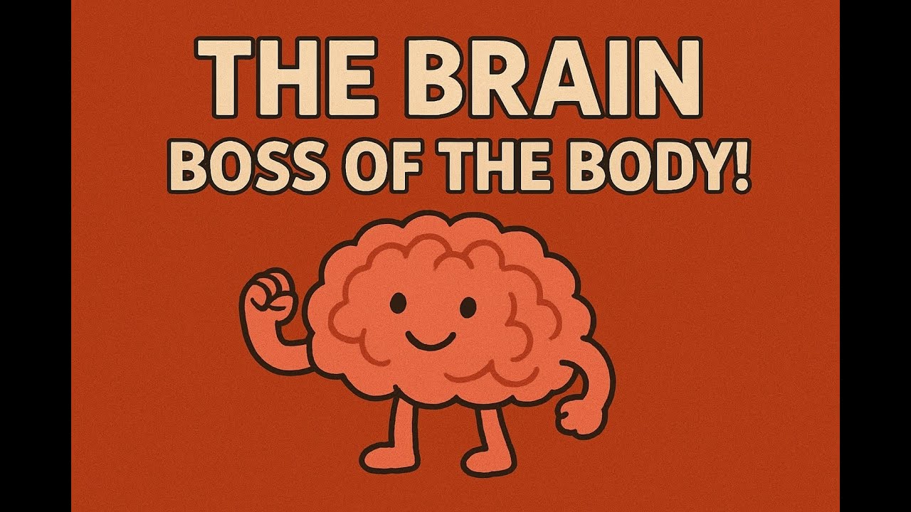🧠 How Does Our Brain Control the Body? | Human Body Wonders for Kids ...