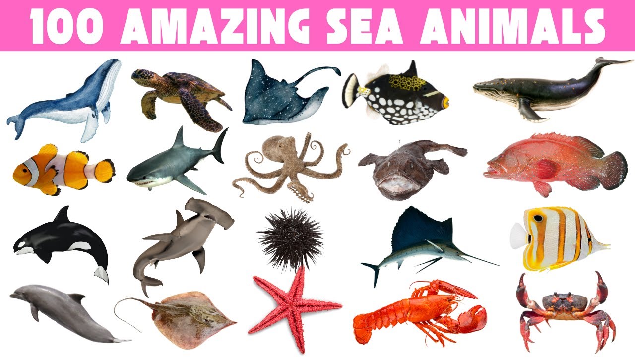 100 AMAZING Sea Animals | Learn Ocean animals names in English ...