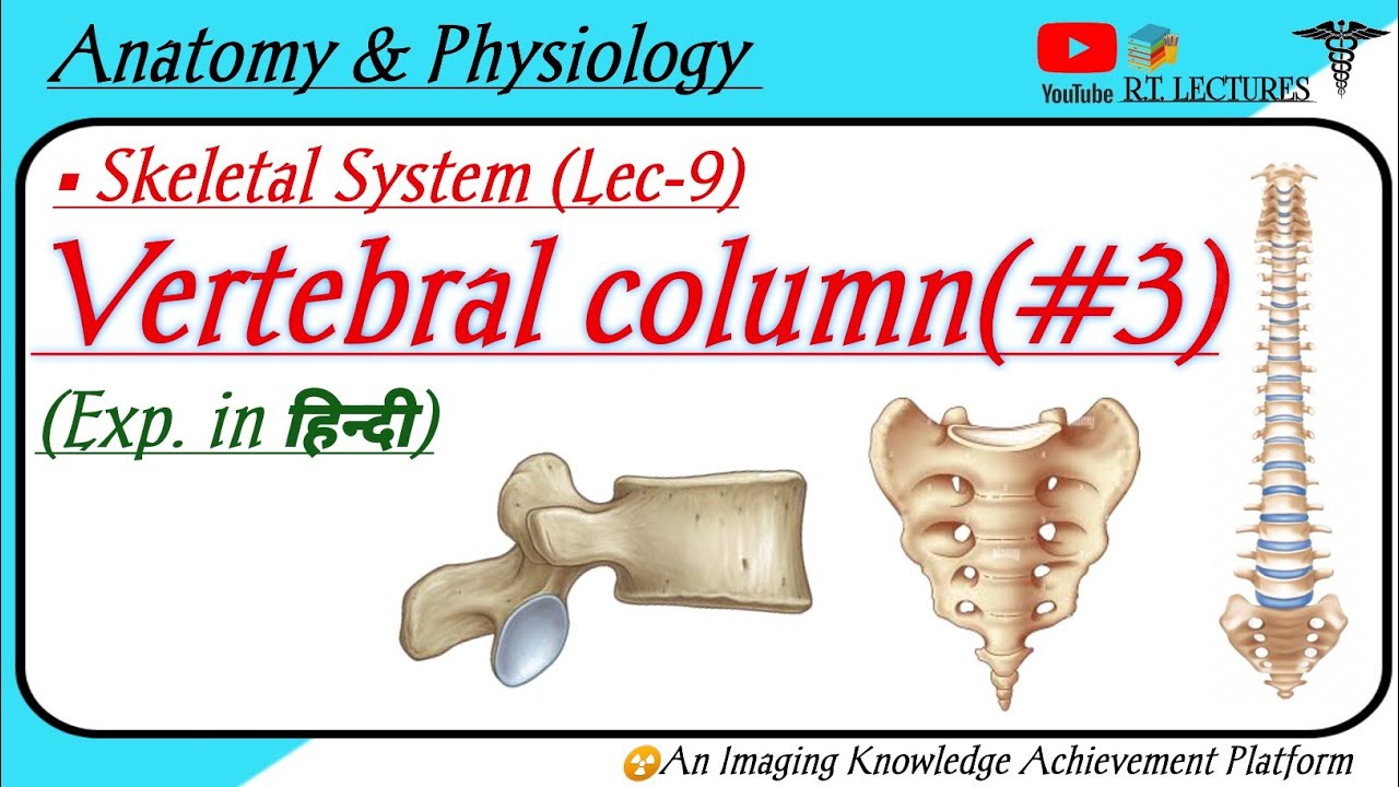 Vertebral Column Part-3rd | Lumbar,Sacrum &Coccyx Vertebrae| Axial ...