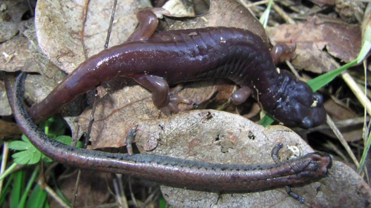 Silly Salamander - YouTube