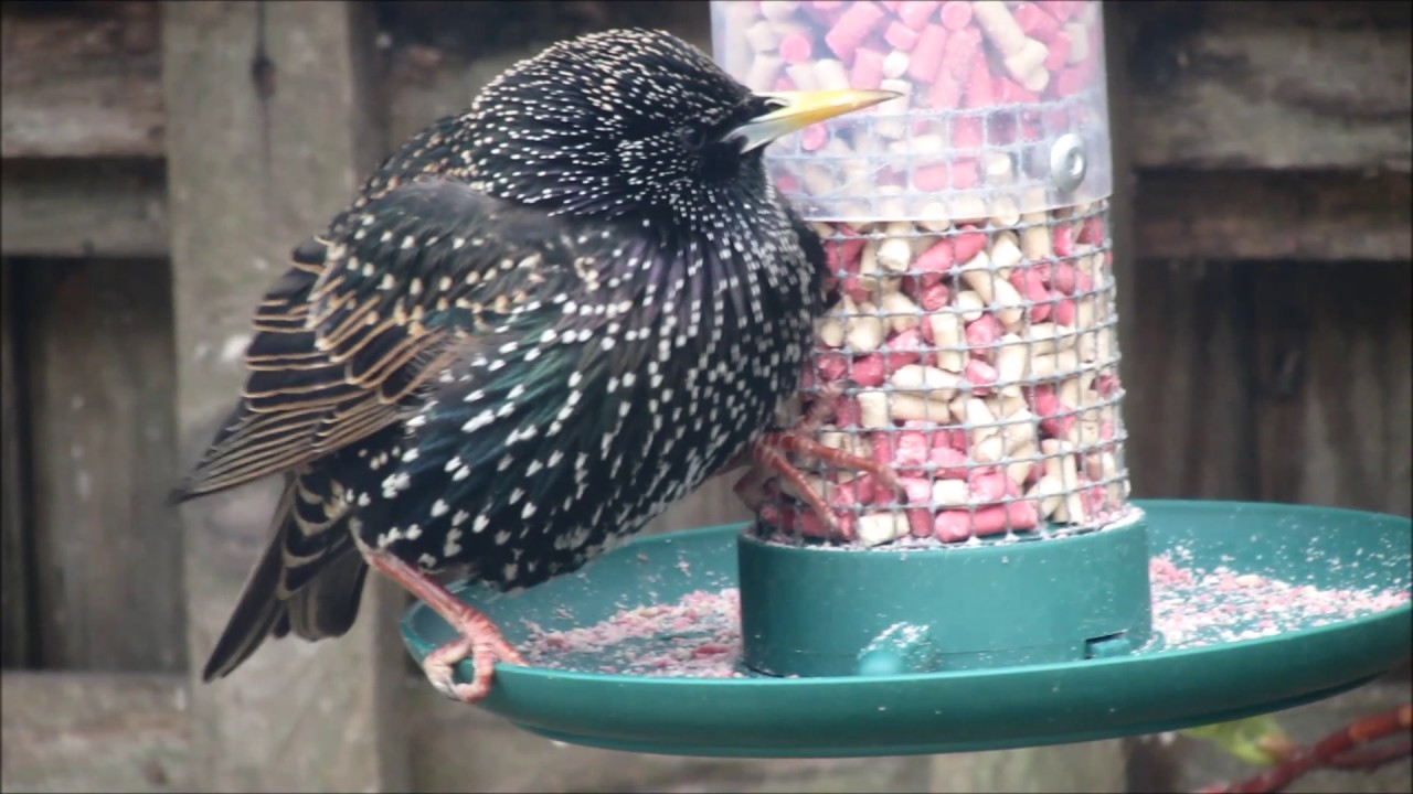 Sick Starling on my garden feeders 1st March 2017 - YouTube