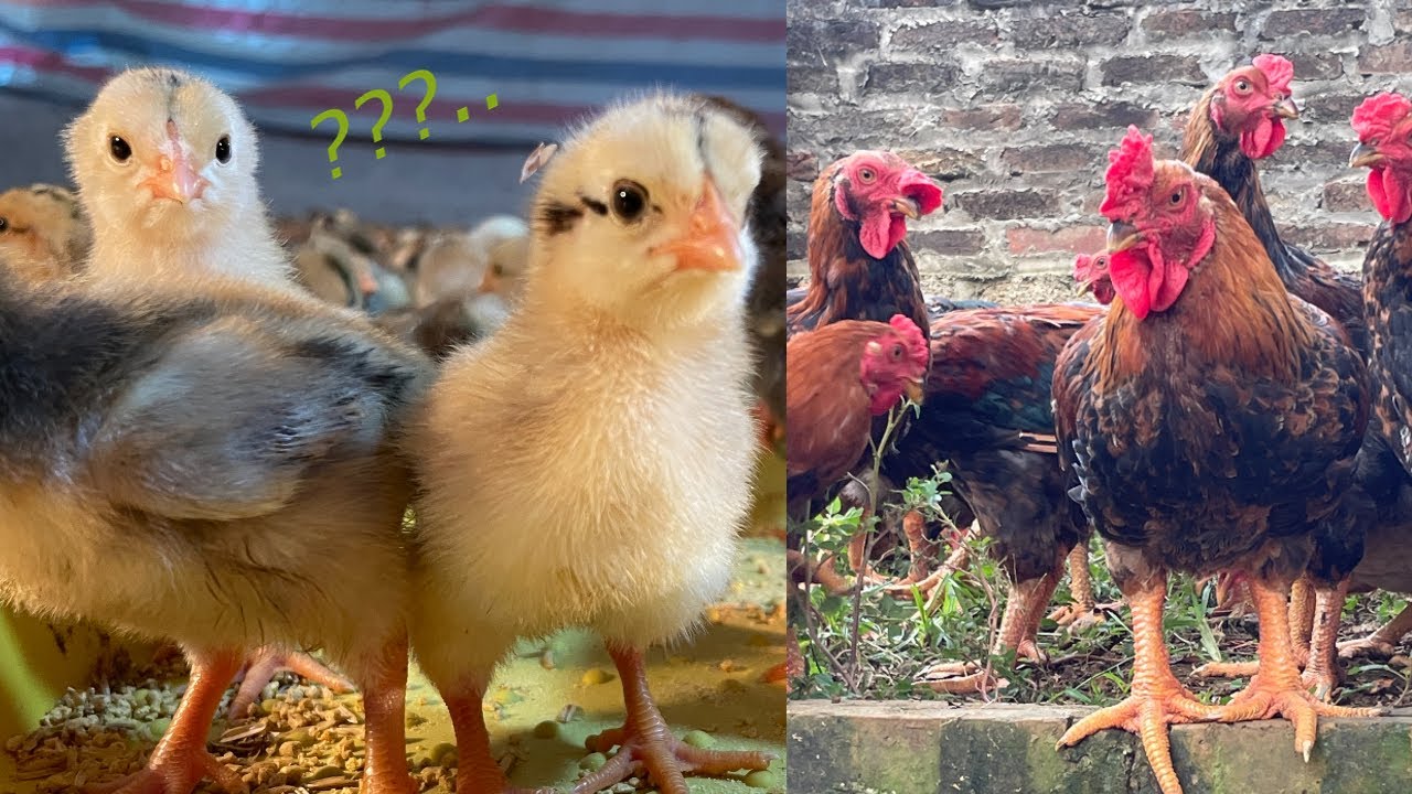 How To Raise Millions Of Broiler Chickens From Young To Adult. Daily ...